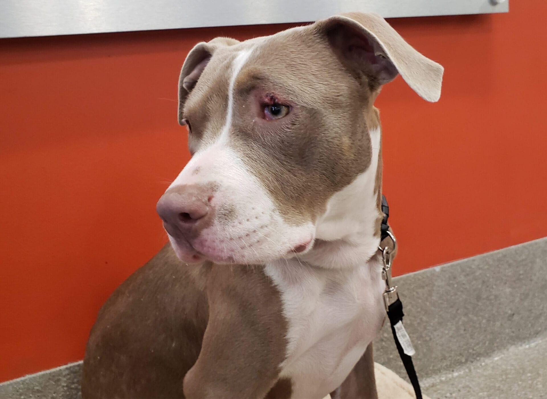 Kindness: A Pup’s Reminder for GEO Focus Family